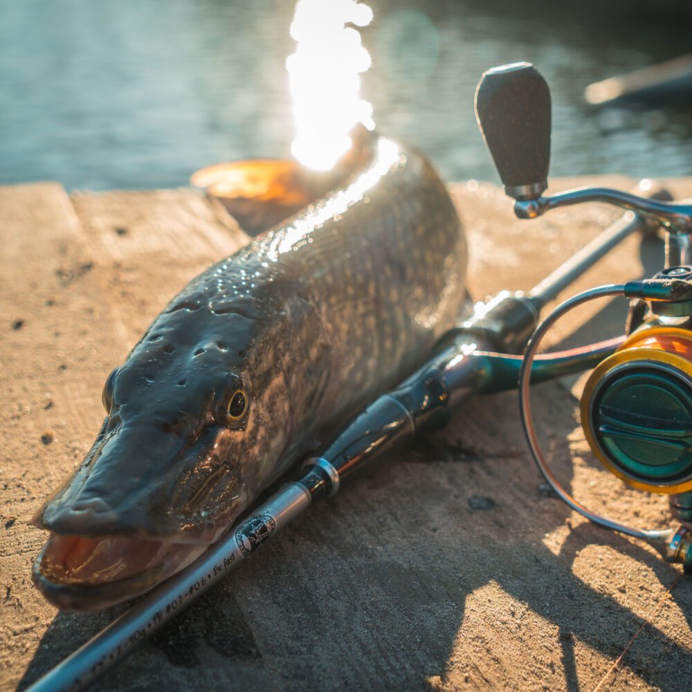 Rods - Favorite Fishing